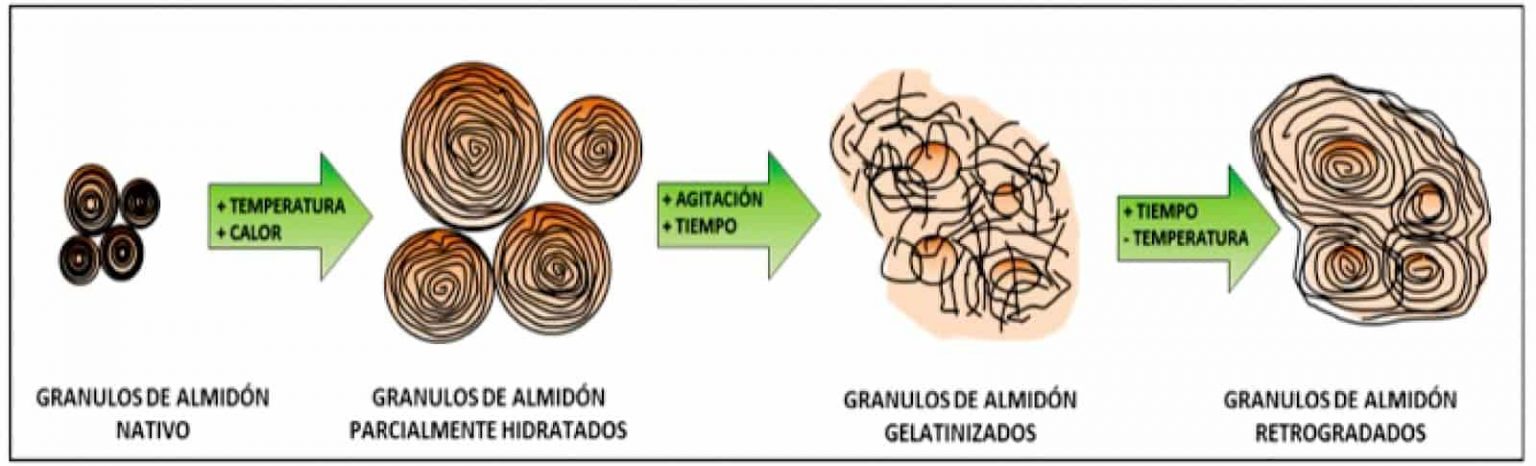 El almidón resistente - El bosón de Supertramp